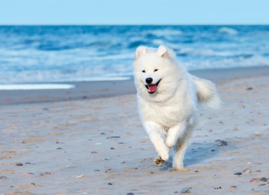 Dog Safety Guide for Near Drowning in Dogs | PetMD