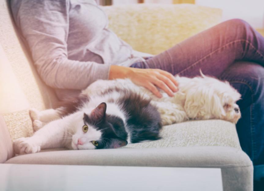 Pet Safety Tips for Pet-Proofing Your Home | PetMD