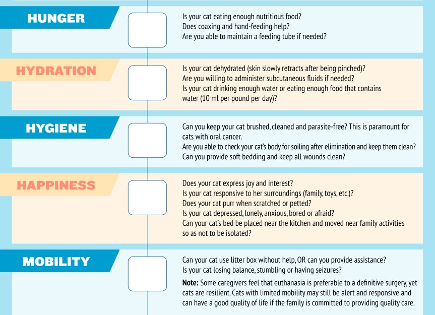 Quality of Life Scale to Decide When to Put Your Cat Down: Infographic ...