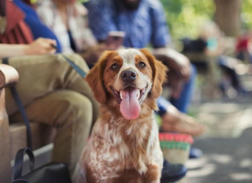 How Rotten Teeth Can Affect Your Dog's Health | PetMD