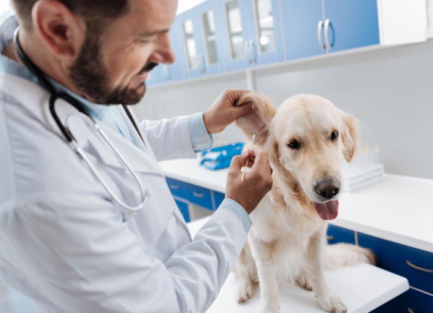 How to Check for Dog Ear Problems | PetMD