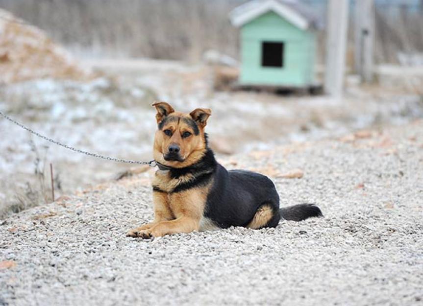 How to Help a Pet That is Being Abused or Neglected | PetMD