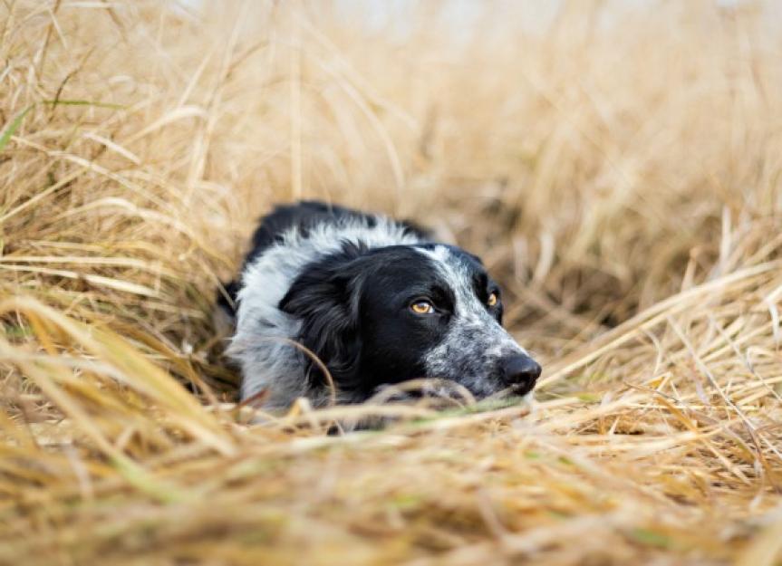 Bacterial Infection (Metritis) of the Uterus in Dogs | PetMD