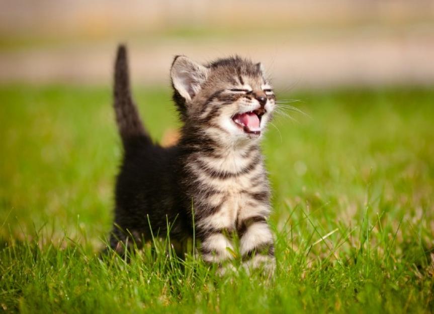 Bacterial Infection (Streptococcus) in Cats | PetMD