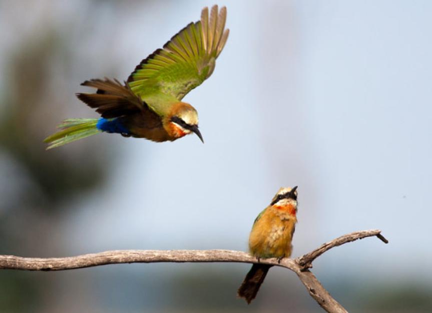 Roundworm Symptoms in Birds | PetMD