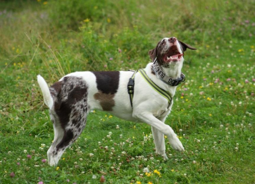 What to Expect When You Adopt a Blind Dog | PetMD