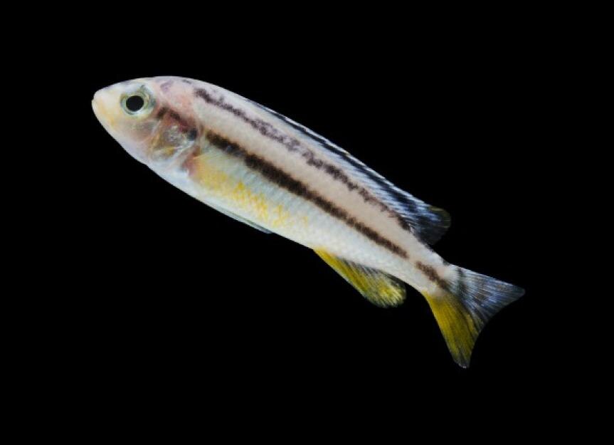 The Basic Body Shape of Fish and How They Move | PetMD