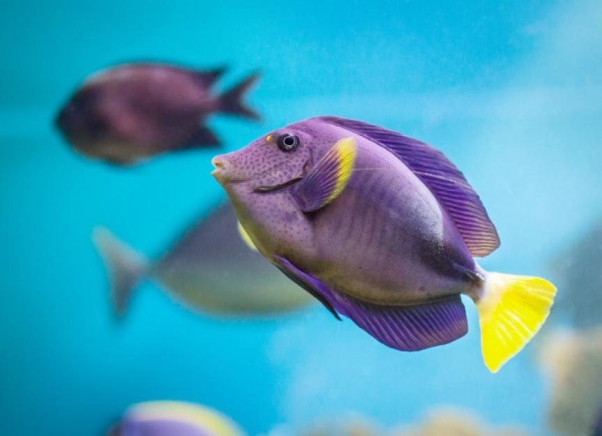 Bone And Muscle Disorders in Fish | PetMD