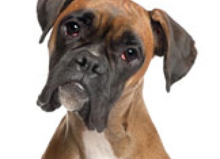How Smart Is My Dog Testing My Dog s IQ PetMD How Smart Is My Dog Testing My Dog s IQ PetMD