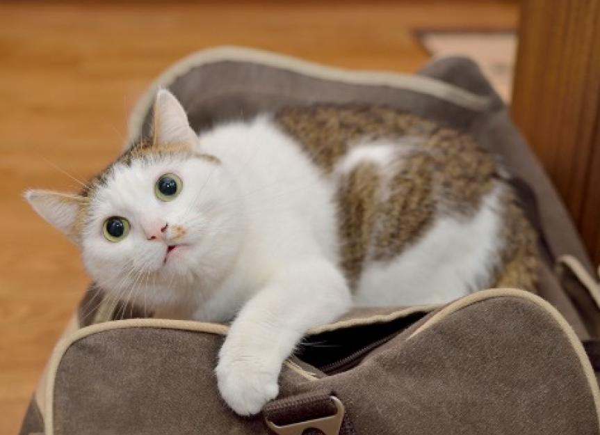 Calming Tips for Flying With Cats | petMD | PetMD