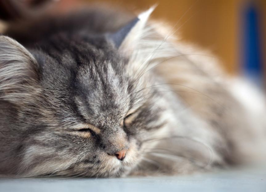 Brain Injury in Cats | PetMD