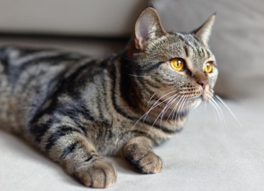 What Is Tooth Resorption in Cats? | PetMD