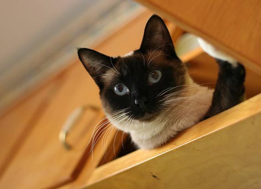 Is Your Cat Safe from These Common Poisons? | PetMD
