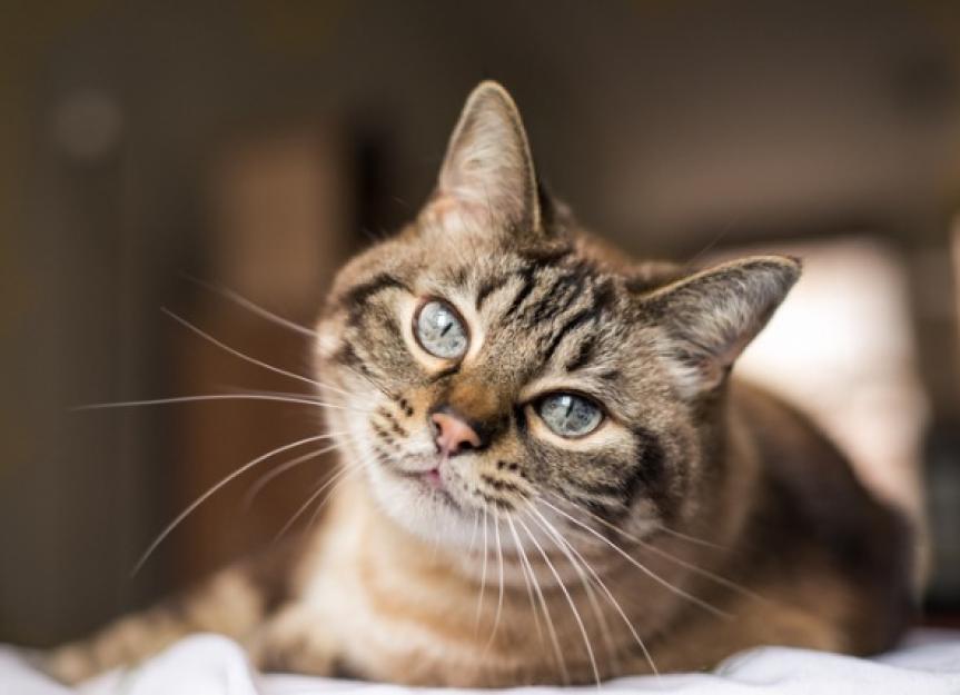 Secrets to Keeping Your Indoor Cat Happy | PetMD