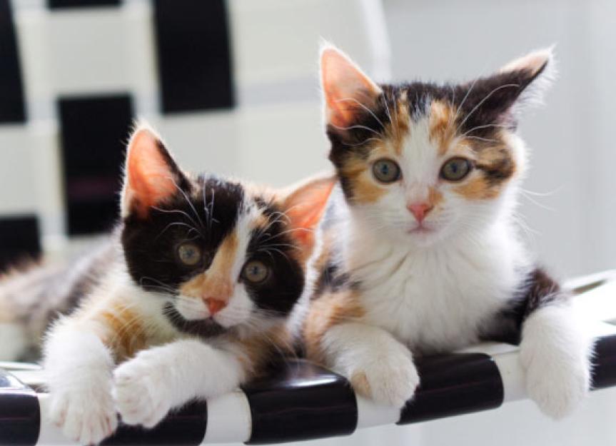 How to Tell the Gender of Your Kitten | PetMD