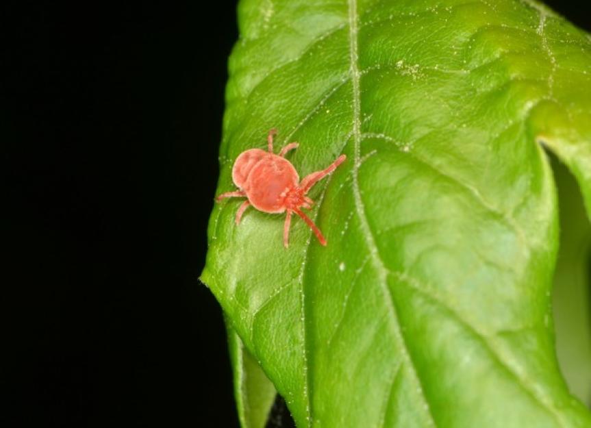 Chiggers on Dogs: What You Need to Know | PetMD