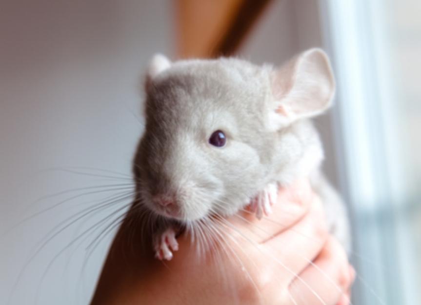 Why Does Chinchilla Lose Hair? | Bald Spots on Chinchilla | PetMD