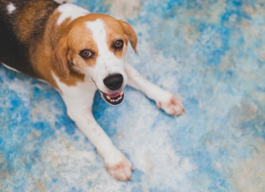 Chronic Inflammation of the Bronchi in Dogs | PetMD