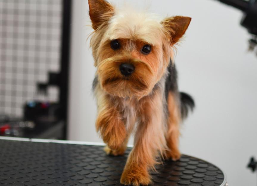 Collapsing Trachea in Dogs: Everything You Need to Know | PetMD