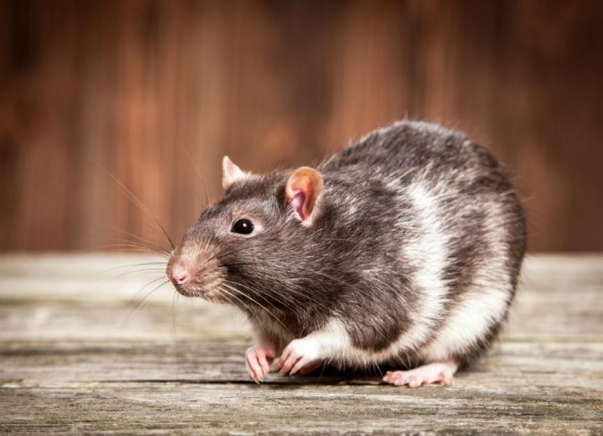 Common Cancers and Tumors in Rats | PetMD