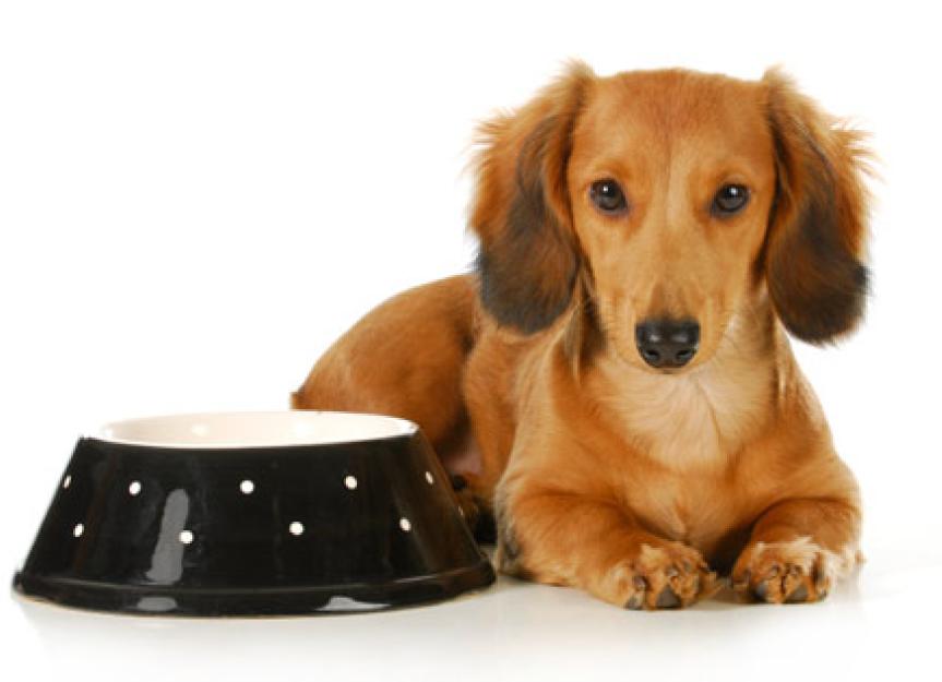 Do I Need a Breed Specific Dog Food? | PetMD