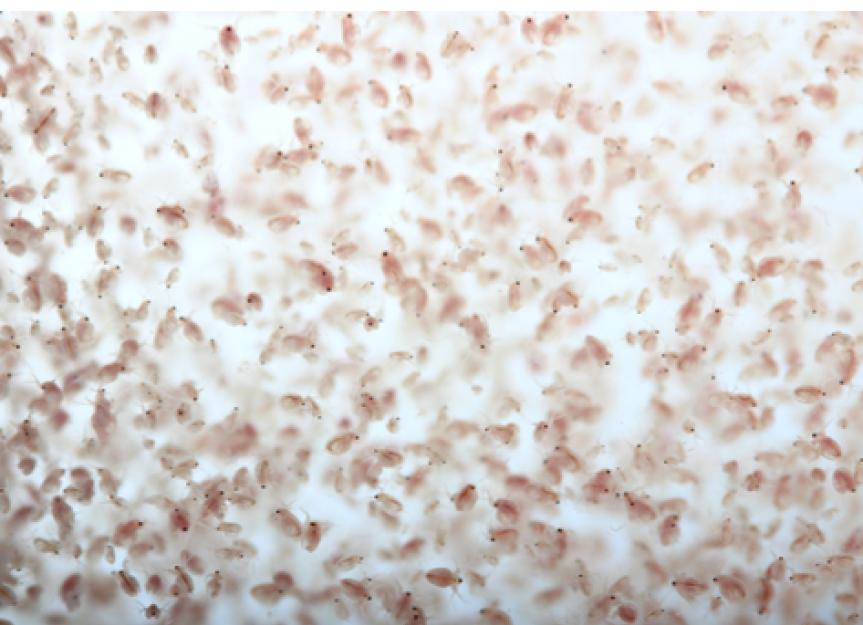 Raising Water Fleas as Live Food for Your Fish | Aquarium Cladocera | PetMD