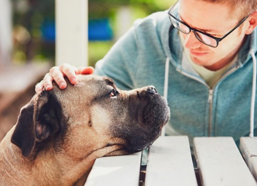 Do Dogs Have a Sixth Sense That Helps Them Read Your Mood? | PetMD