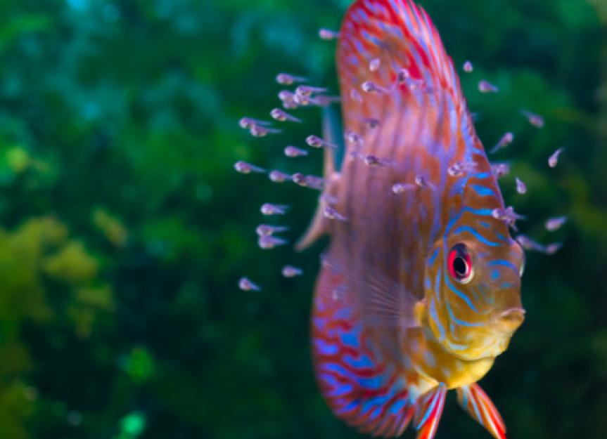 How to Plan a Single Species Aquarium | PetMD