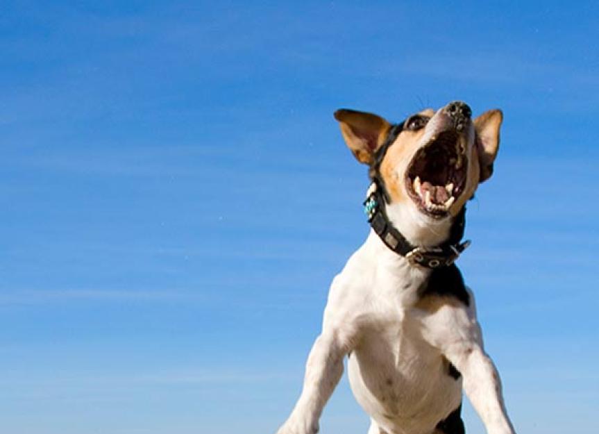 Dogs Biting at Air Experiencing Seizures, Unless it is a Digestive ...