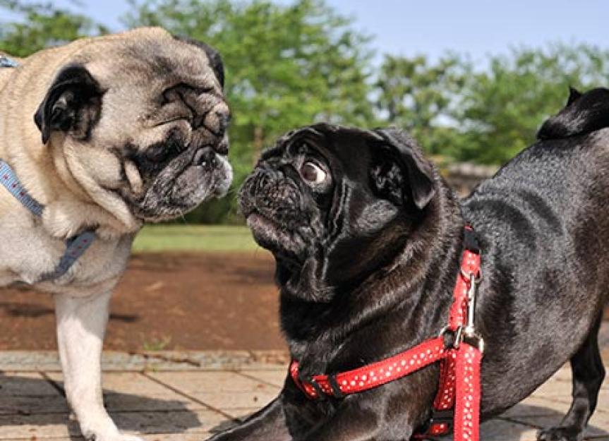 Dog Breeding Timing - Breeding Heat Time for Dogs | PetMD