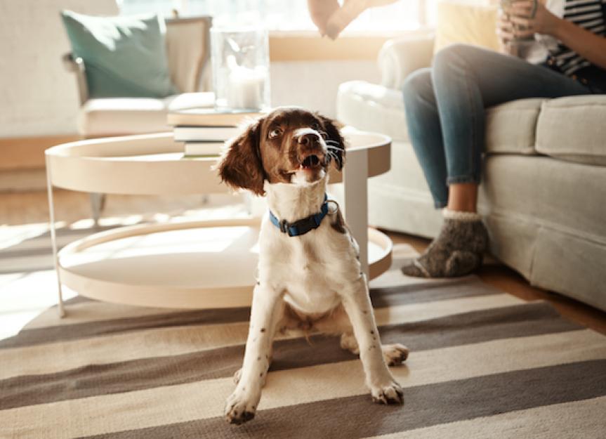 5 Ways Collars Can Harm Your Dog | PetMD