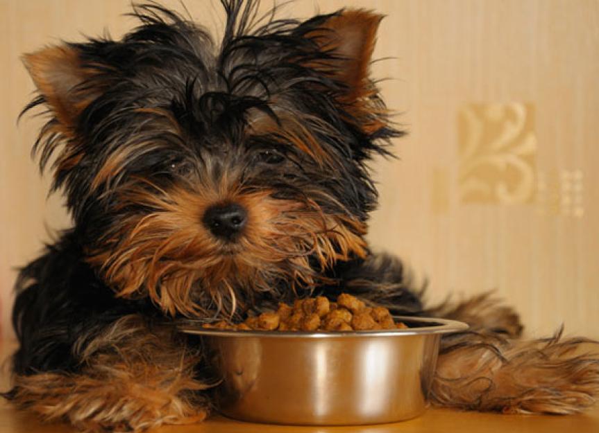 carbohydrates-do-not-cause-yeast-skin-infections-petmd
