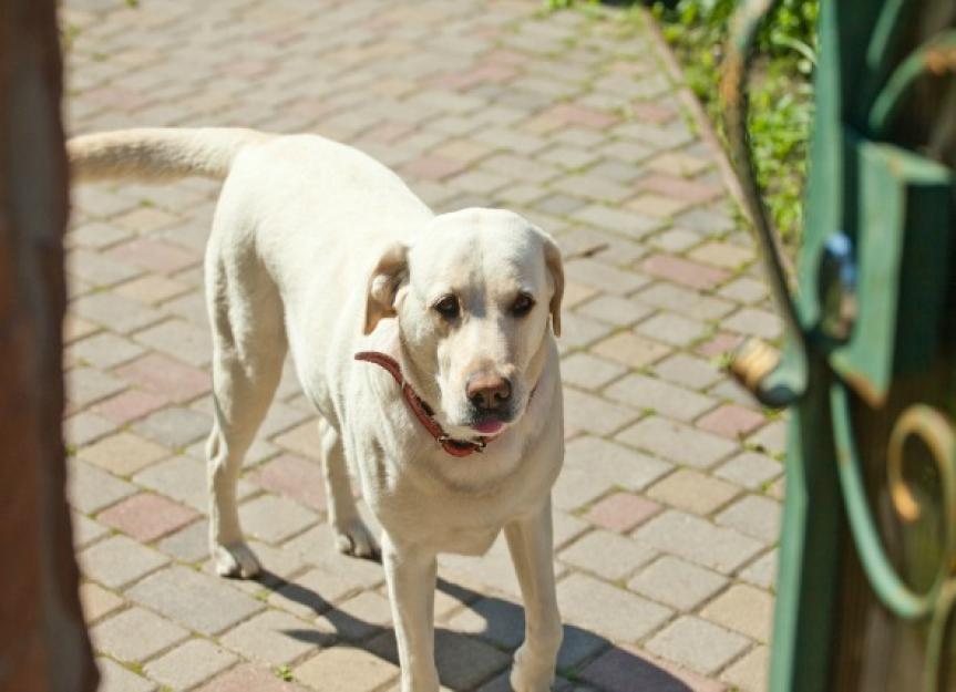 Paw Pad Burns on Dogs: What to Do | PetMD