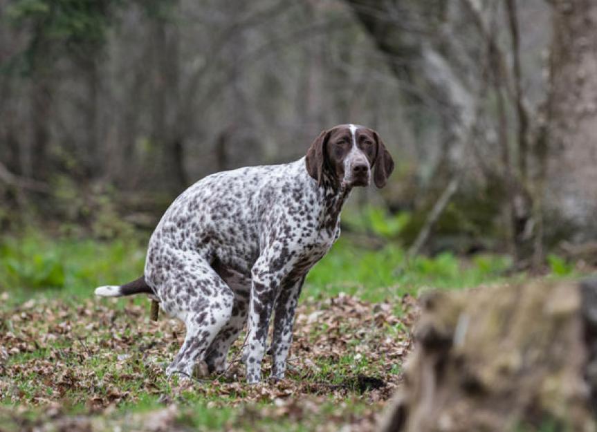 What Should My Dog's Poop Look Like? | PetMD