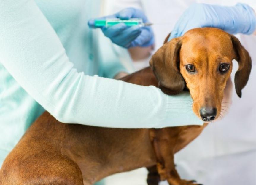 Steroids for Dogs | Dog Steroids | petMD | PetMD