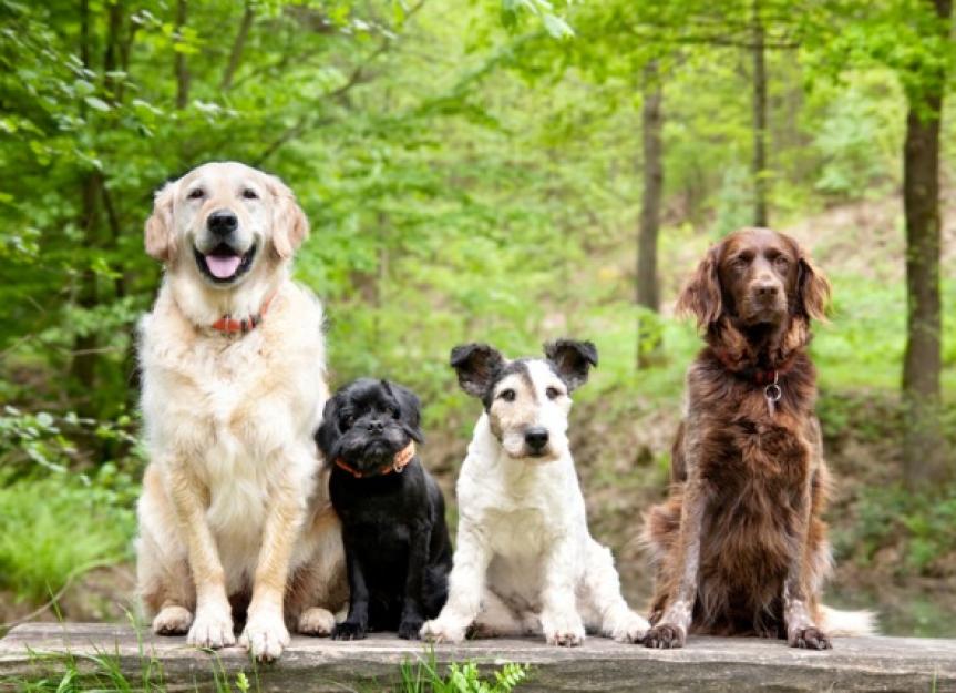 Dog Health Issues: Do Mixed Breed Dogs Have an Advantage Over Purebred ...