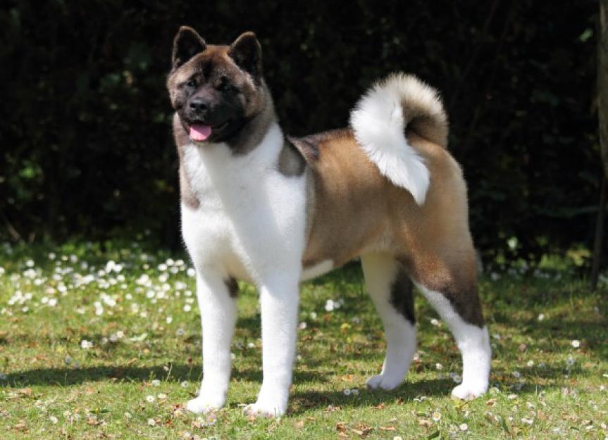 Excessive Potassium in the Blood in Dogs | PetMD