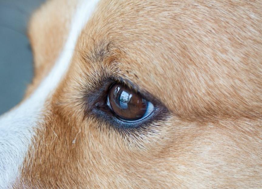 Eye Defects (Congenital) in Dogs | PetMD