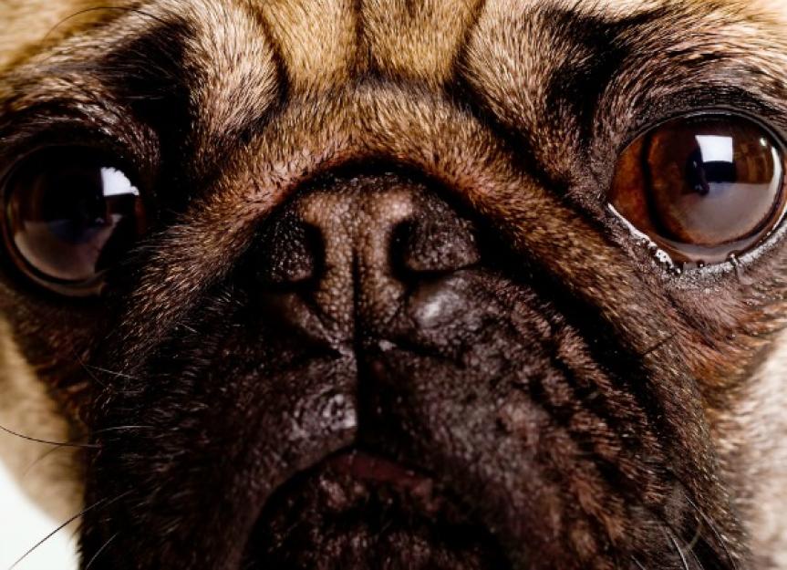 Eye Inflammation (Anterior Uveitis) in Dogs | PetMD