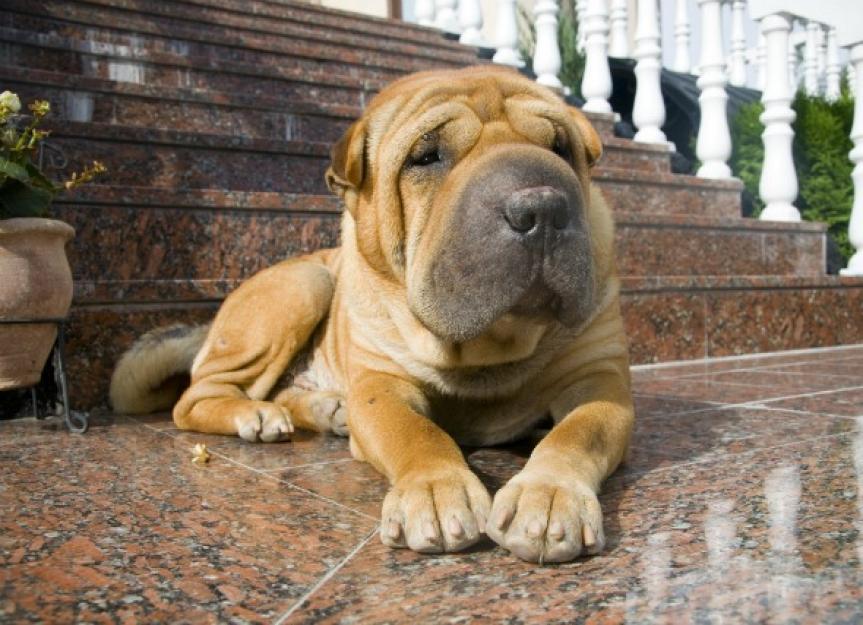 Familial Shar-Pei Fever | PetMD