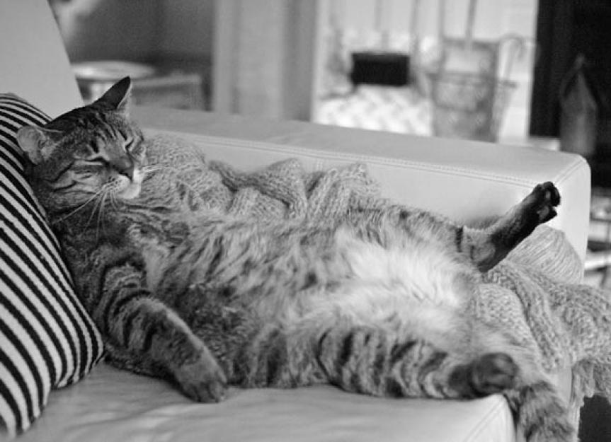 Why Most Fat Cats Stay Happy and Kind of Healthy | PetMD