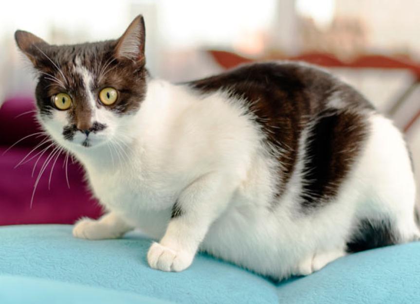 How Can You Tell if You Are Feeding Your Cat Too Much? | PetMD