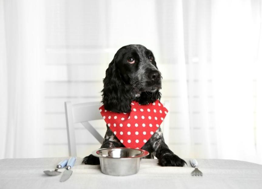 Fatty Tissue Inflammation in Dogs | PetMD