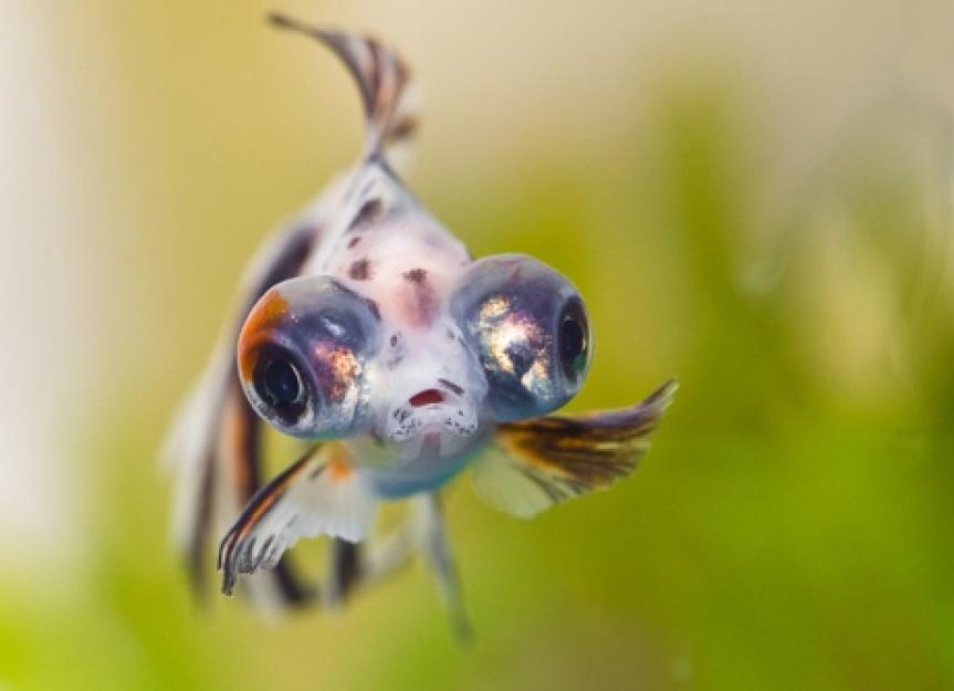 How Fish Sense and 'Feel' | PetMD