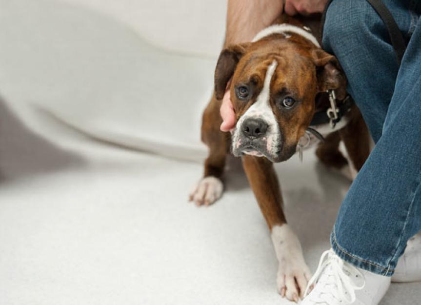 Counter Conditioning Methods for Your Fearful Dog | PetMD