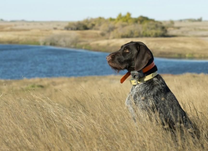 Fungal Disease (Sporotrichosis) of the Skin in Dogs | PetMD