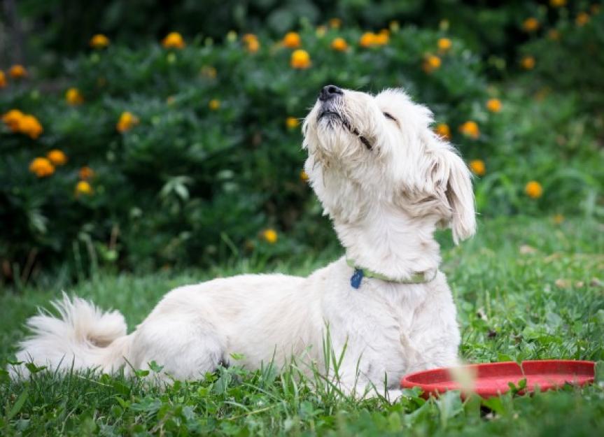 Fungal Infection in Dogs (Cryptococcosis) | PetMD