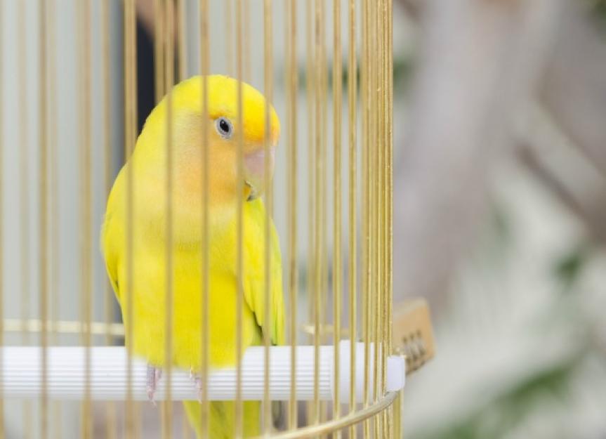 Gout in Birds | PetMD