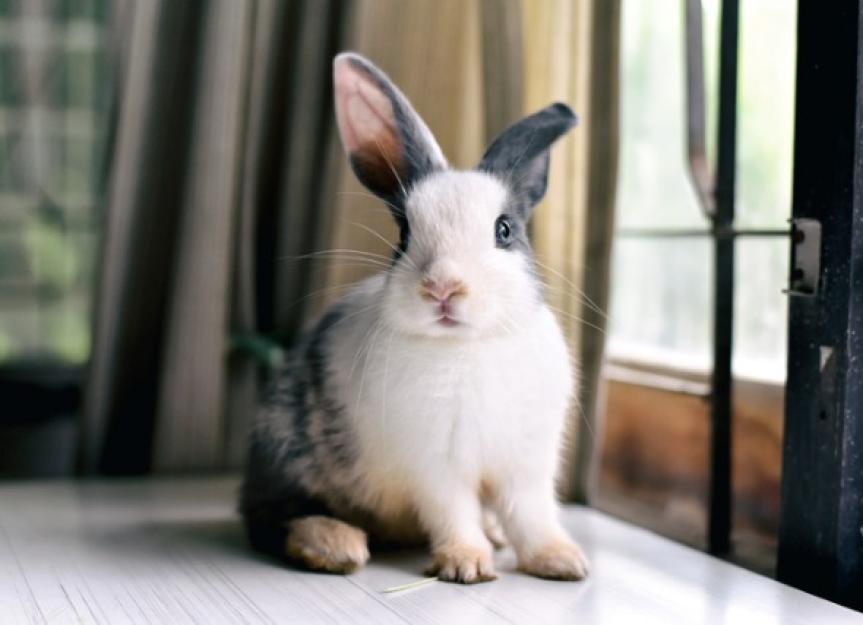 Rabbit Care: First Aid Kits for Your Rabbit | PetMD