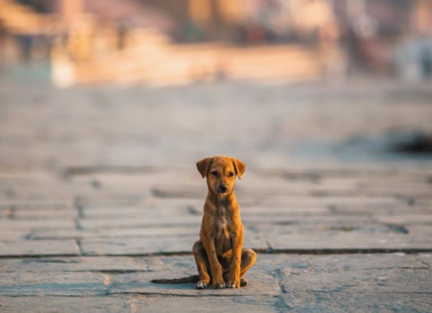 Could Dogs Survive in a World Without Humans? | PetMD